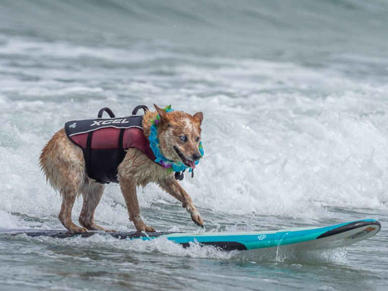 World Dog Surfing Championships – The Ultimate Surf Dog Championships